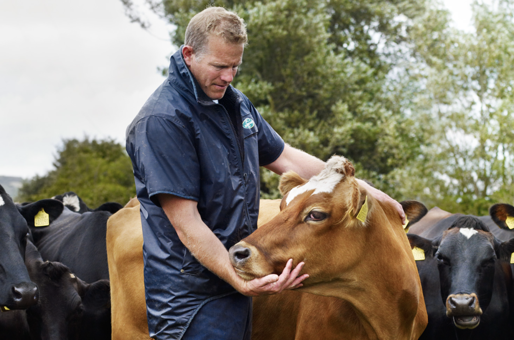 Waitrose gives more freedom to dairy cattle - Grocery Gazette - Latest ...