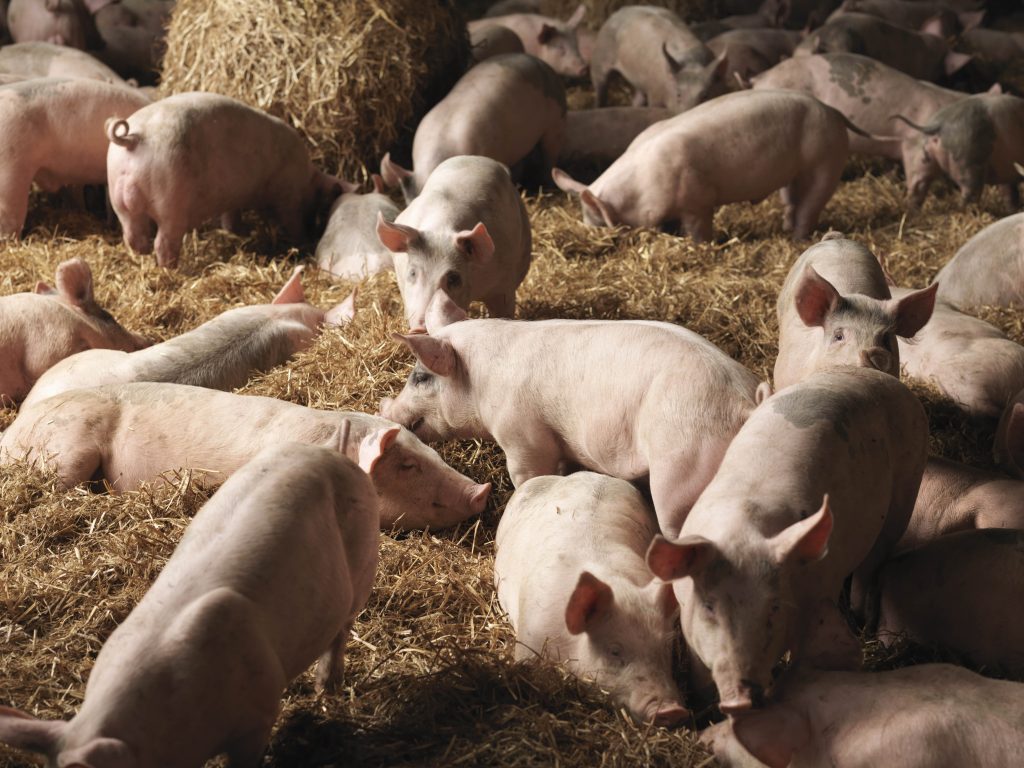 Tesco unveils £10m package for pig famers - Grocery Gazette - Latest ...