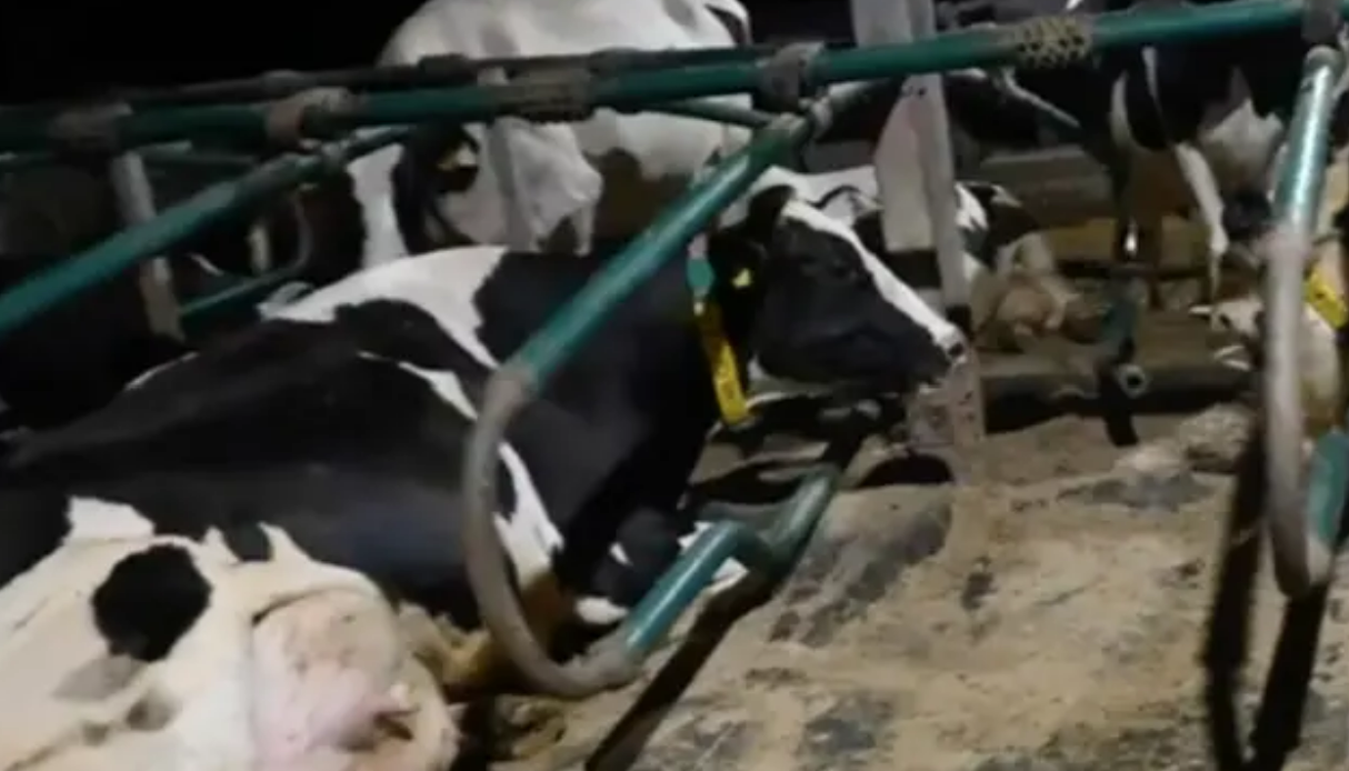 Cows on dairy farm that supplies Iceland found in state of neglect