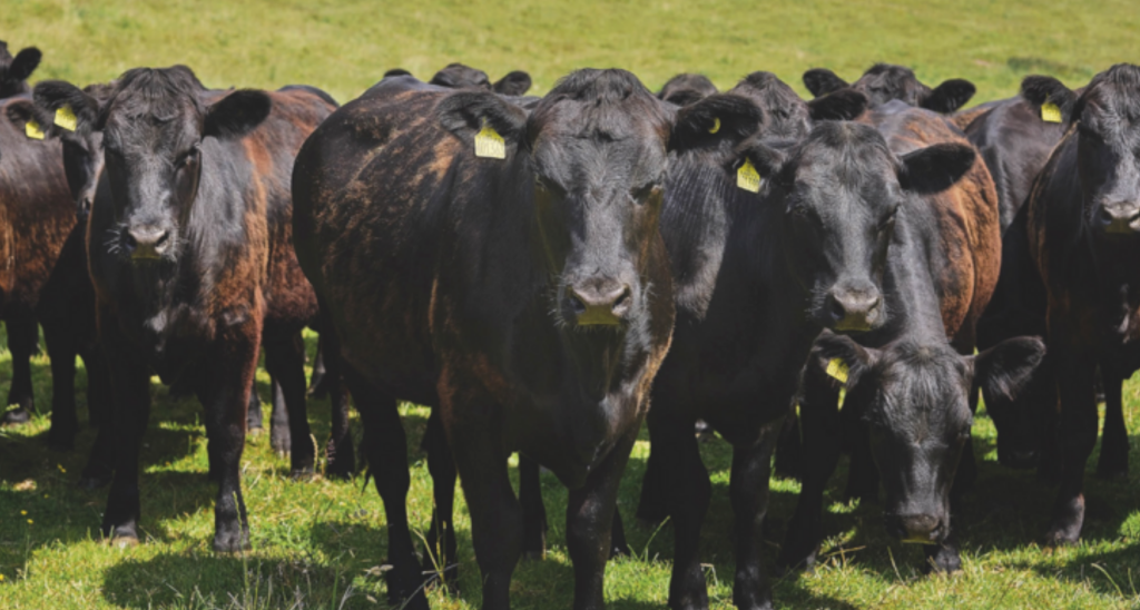 Waitrose launches 'no compromise' ad campaign to highlight animal ...