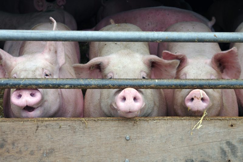 UK travellers banned from bringing home EU meat and cheese after ...