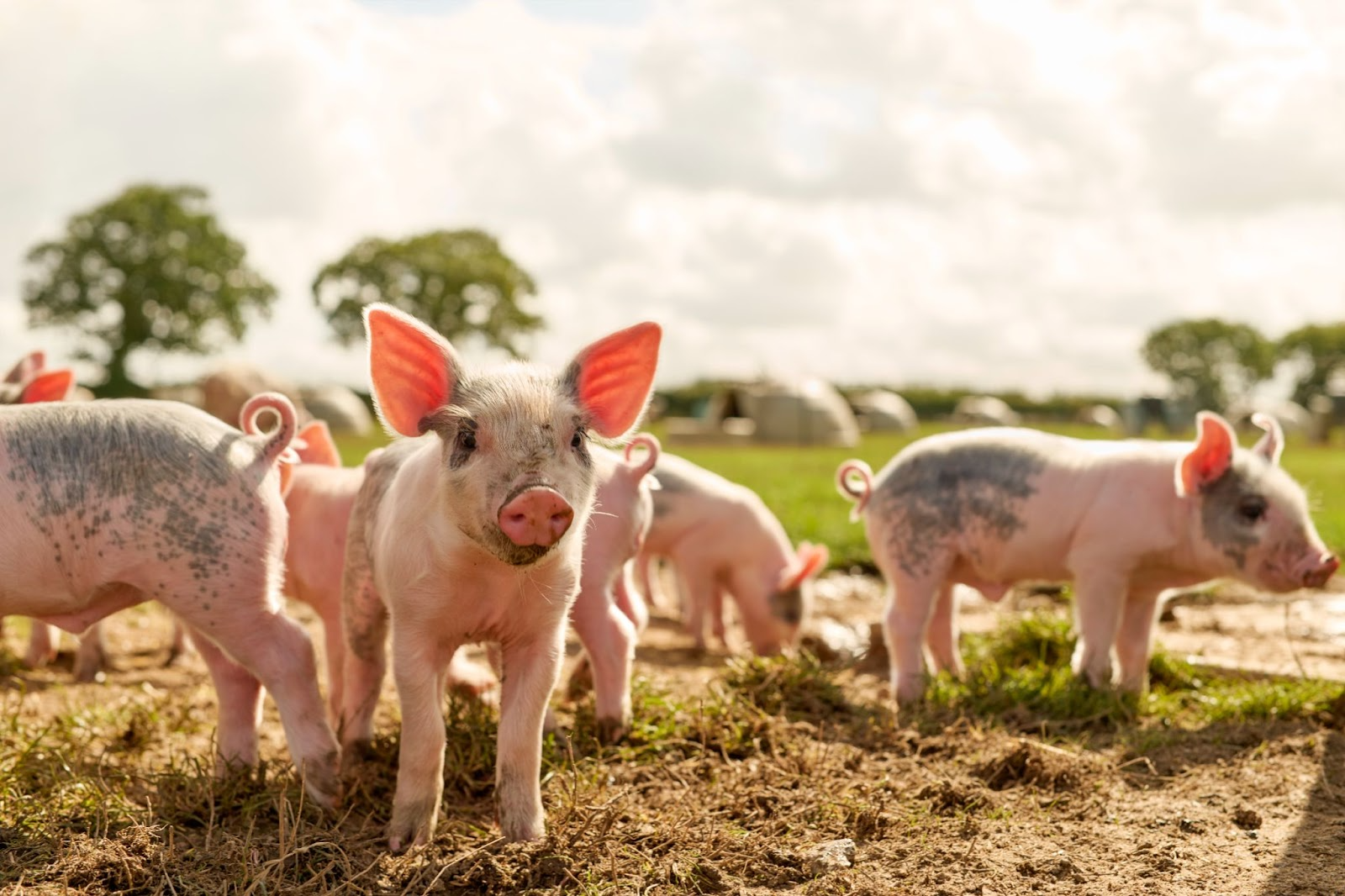 Waitrose pledges 100% free range British pork by 2027 in industry-first ...